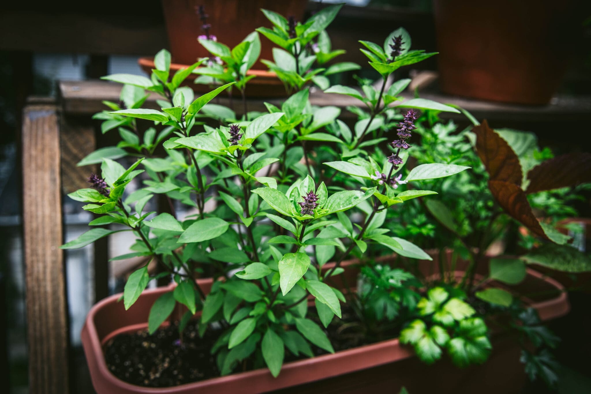 Thai Basil Gimlet - an elegant sour cocktail from Nerds with Knives